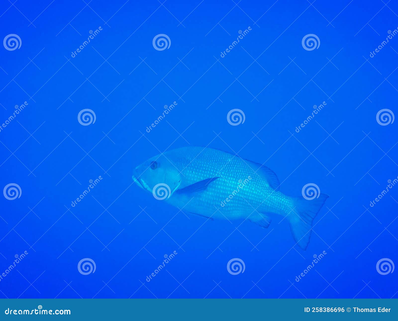 Large Common Dentex Fish in Blue Water from Egypt Side View Stock Photo ...