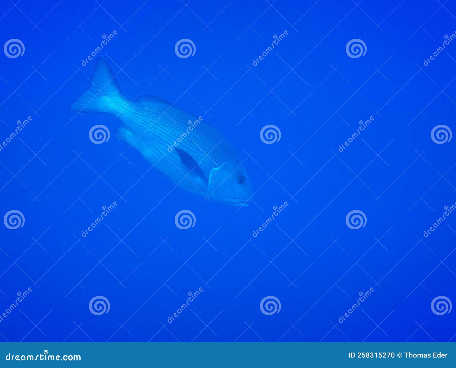 Large Common Dentex Fish in Deep Blue Water in the Red Sea Egypt Stock ...