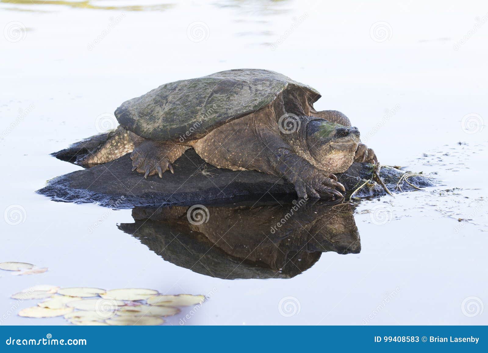 Large Common Snapping Turtle Basking on a Rock - Ontario, Canada Stock ...