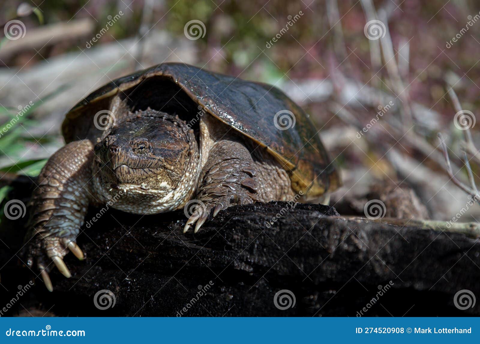 Large Common Snapping Turtle from Massachusetts Stock Photo - Image of ...