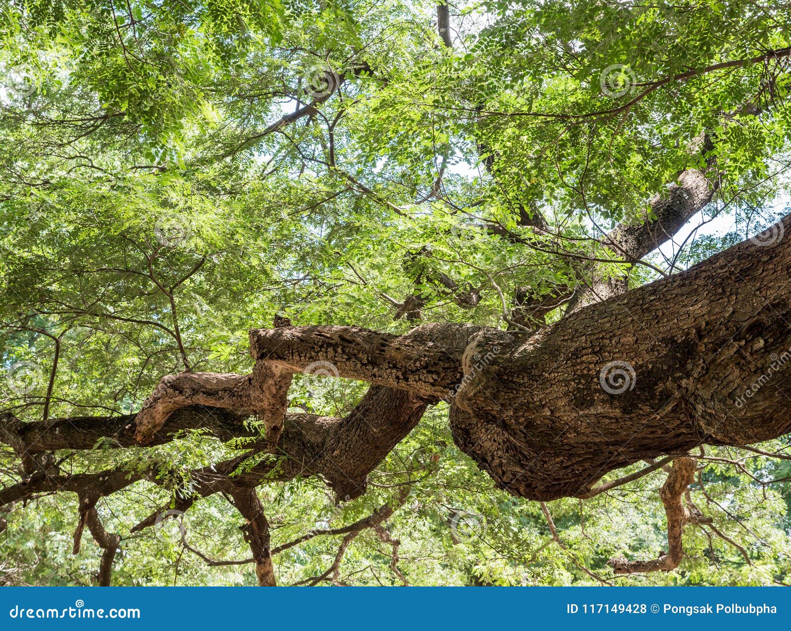 Large Complex Branch of the Rain Tree. Stock Photo - Image of garden ...