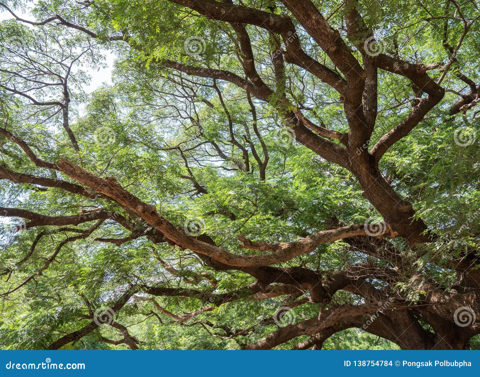 Large Complex Branch of the Rain Tree Stock Photo - Image of life ...