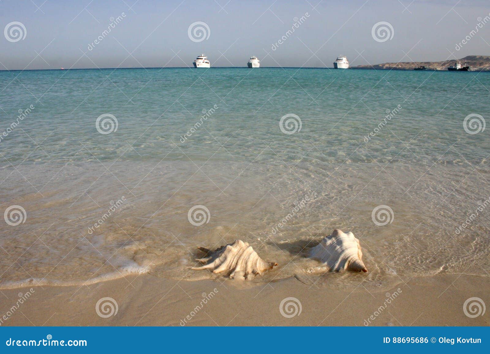 Large Conch Seashell on the Beach Stock Photo - Image of large, lambis ...