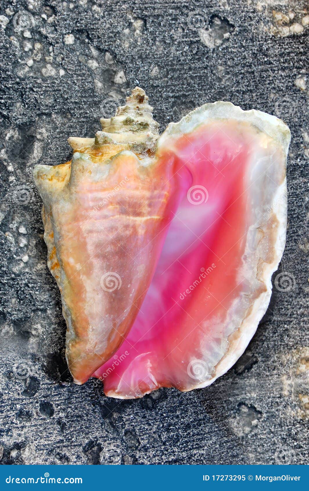 Large Conch Shell Background Stock Image - Image of pink, beach: 17273295