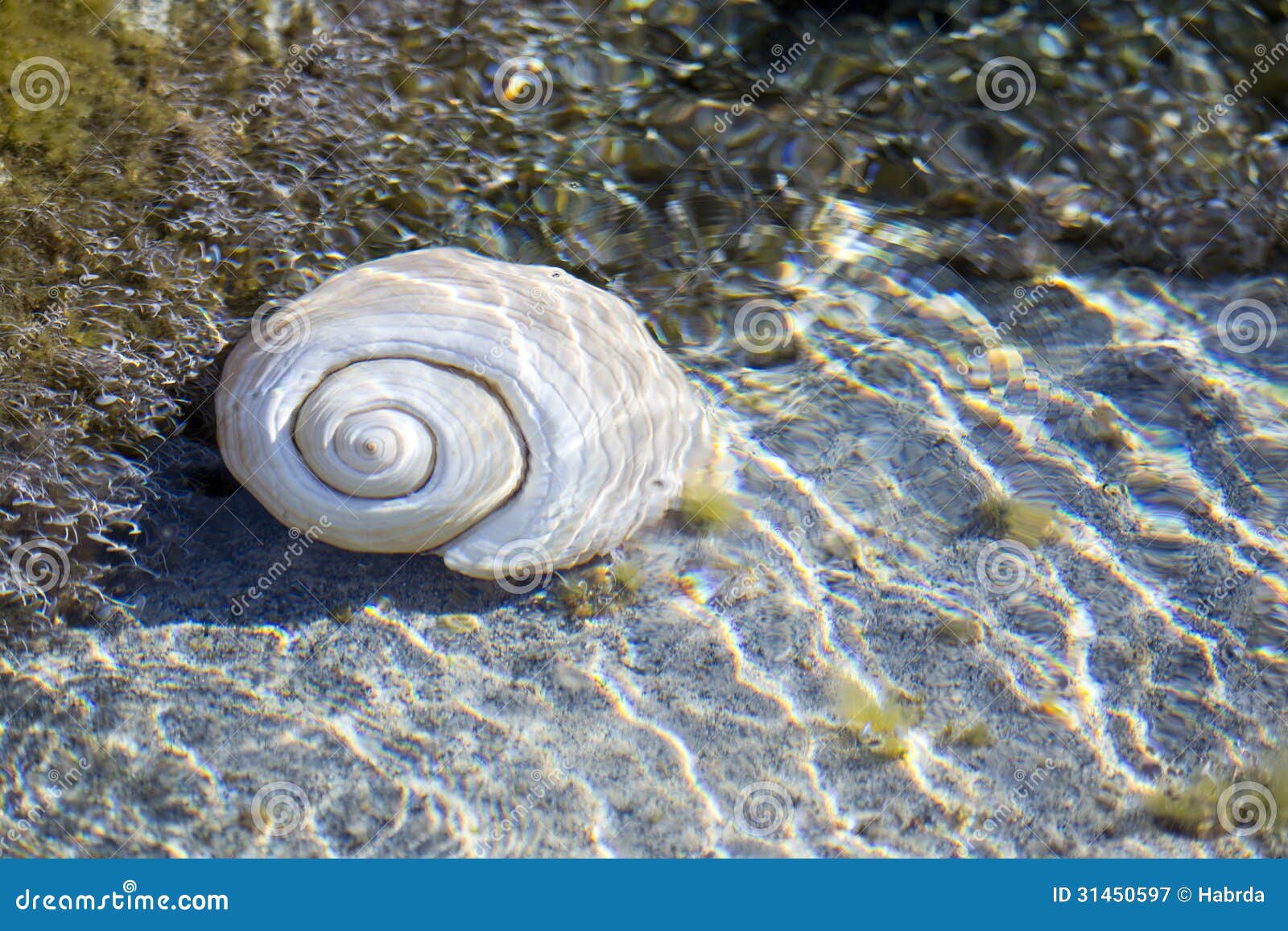 Large Conch Under the Sea Surface Stock Image - Image of vacation ...