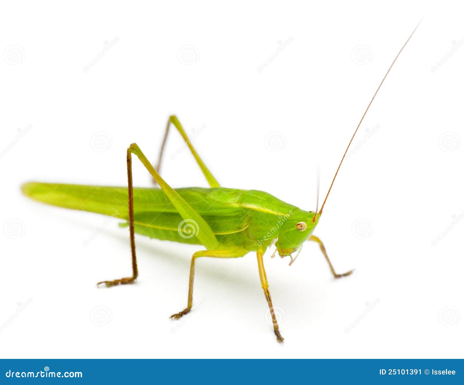 Large Conehead, Ruspolia Nitidula Stock Image - Image of cricket, large ...