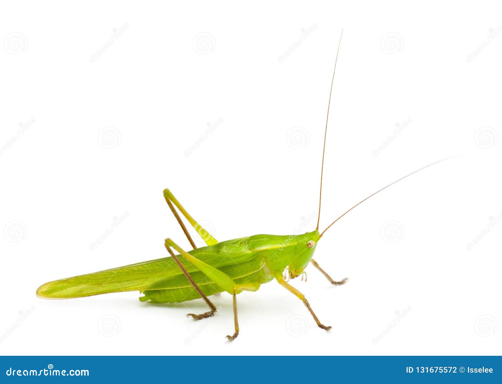Large Conehead, Ruspolia Nitidula, Against White Background Stock Photo ...
