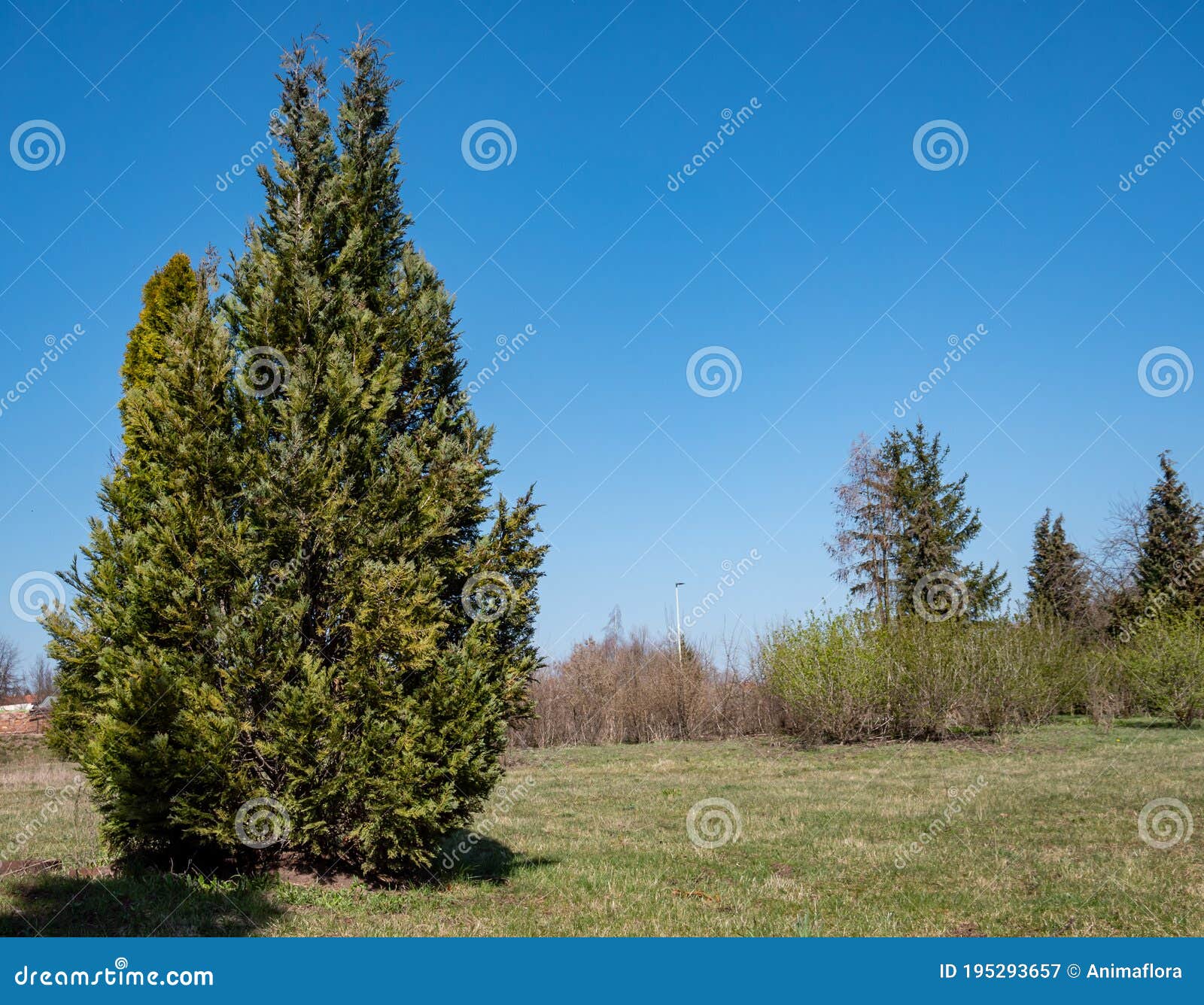 Large Conifer Stands in the Park Stock Image - Image of field, pine ...
