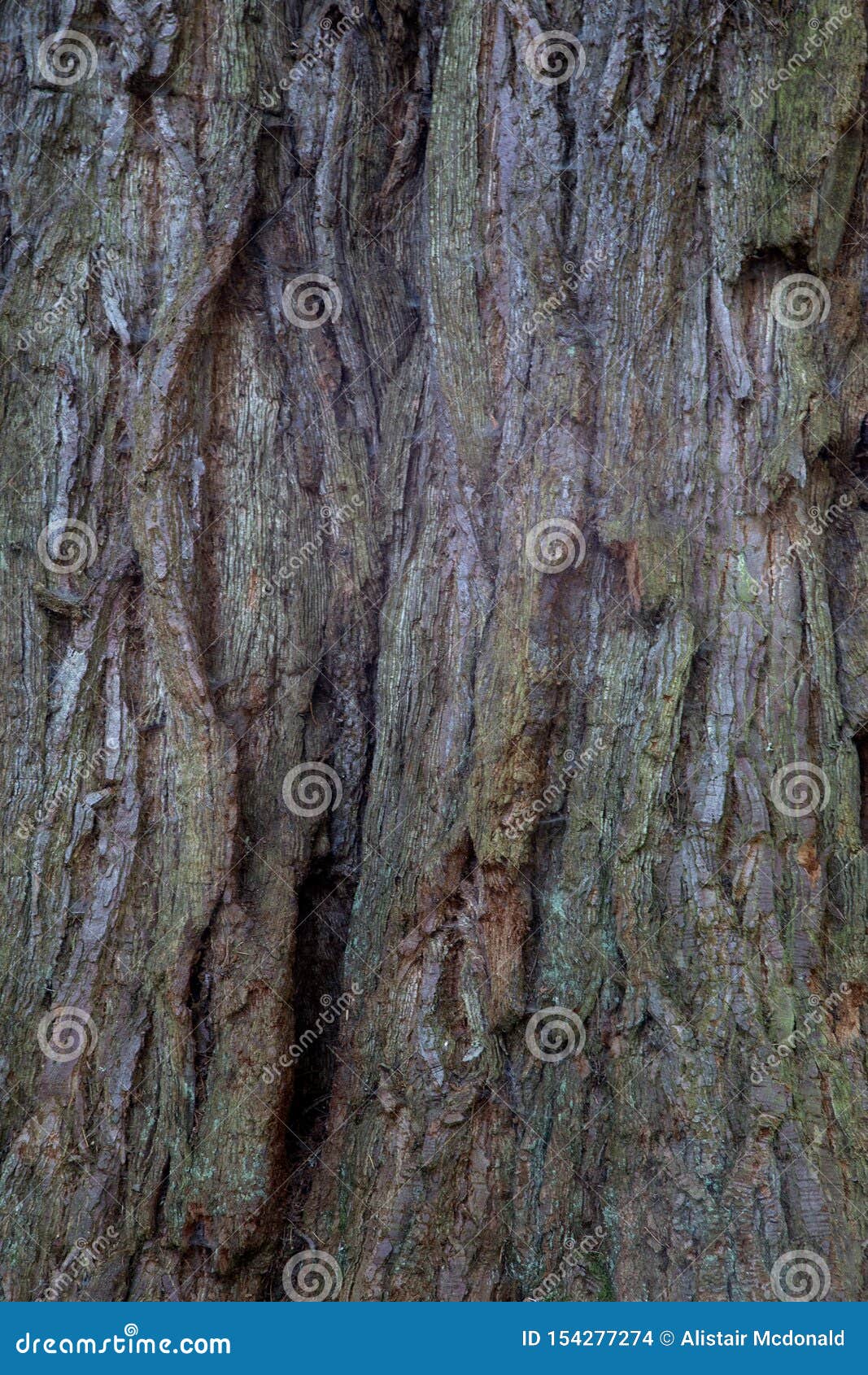 Large Conifer Tree Bark Close Up View Stock Photo - Image of timber ...