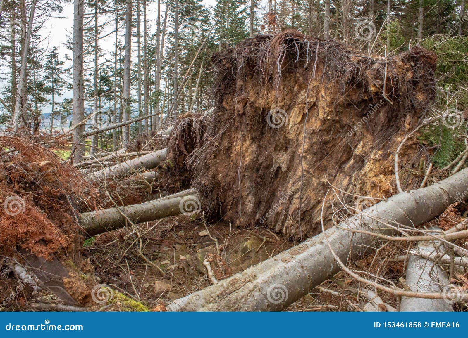 Large Conifer Trees Uprooted in a Forest Stock Photo - Image of nature ...