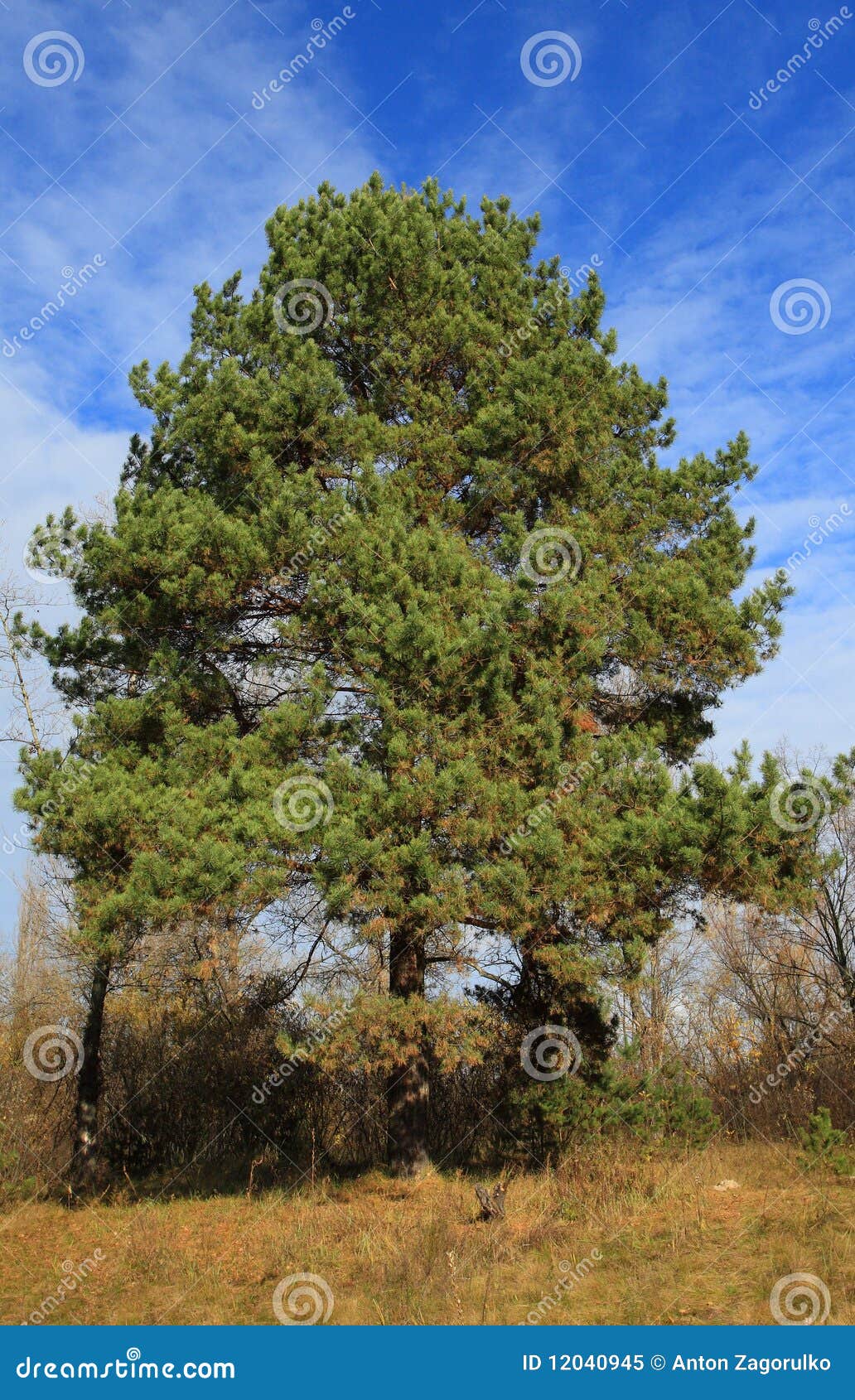Large coniferous tree stock image. Image of rural, forest - 12040945