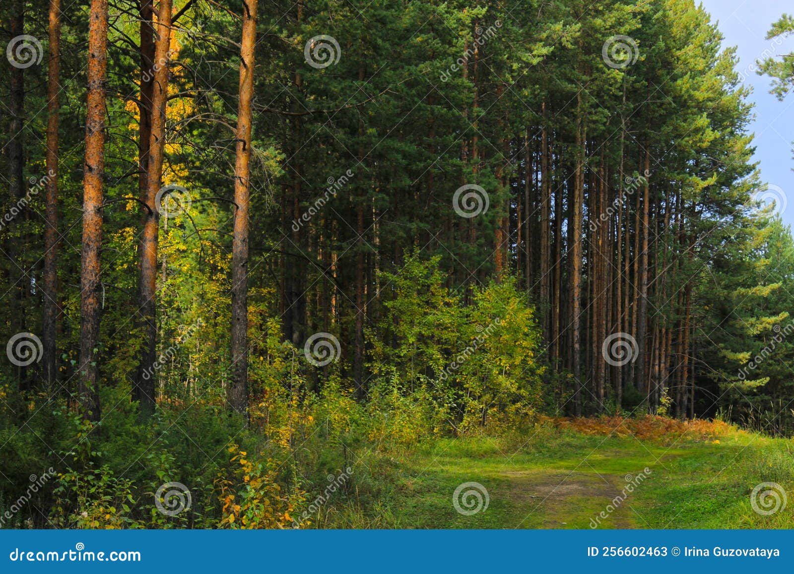 Large Coniferous Trees in the Forest. Beauty of Nature Stock Image ...