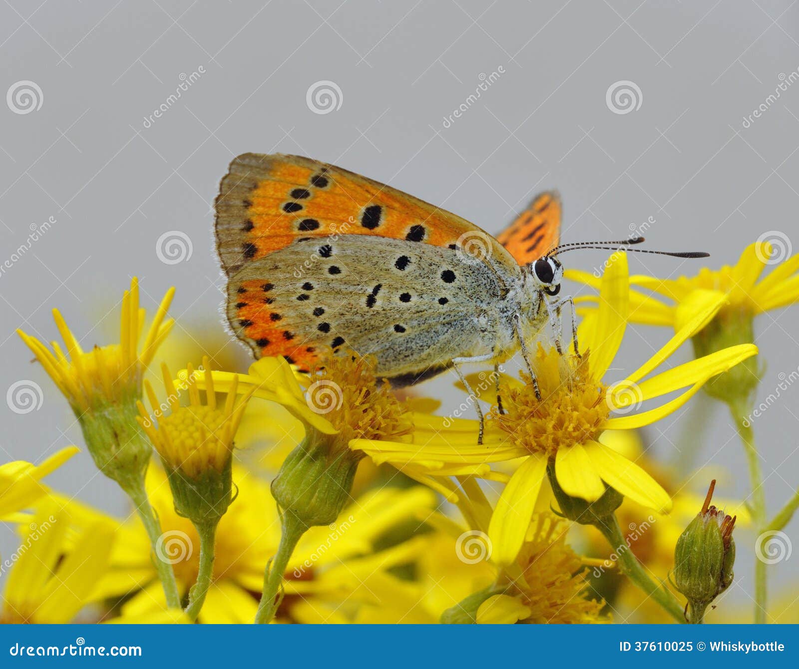 Large Copper Butterfly stock image. Image of lycaena - 37610025