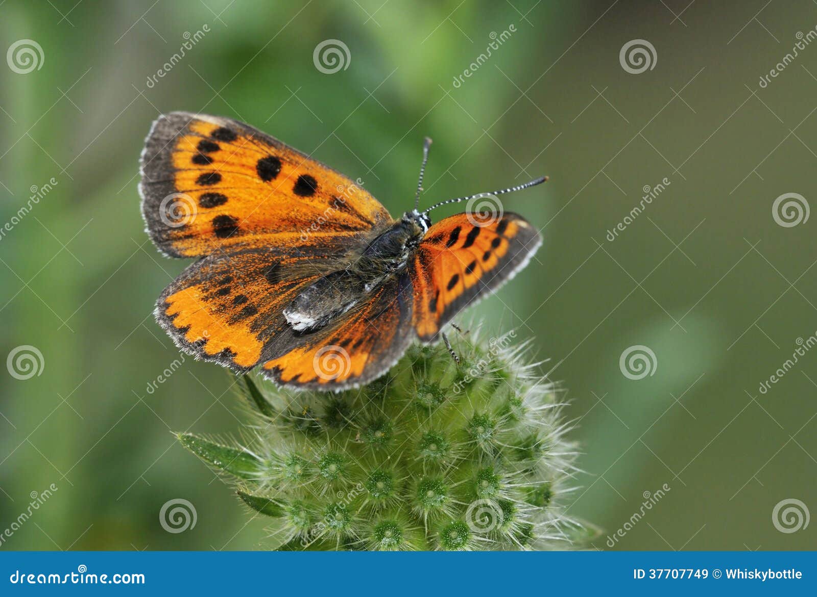 Copper-butterfly Lat Lycaenidae. Stock Photography | CartoonDealer.com ...
