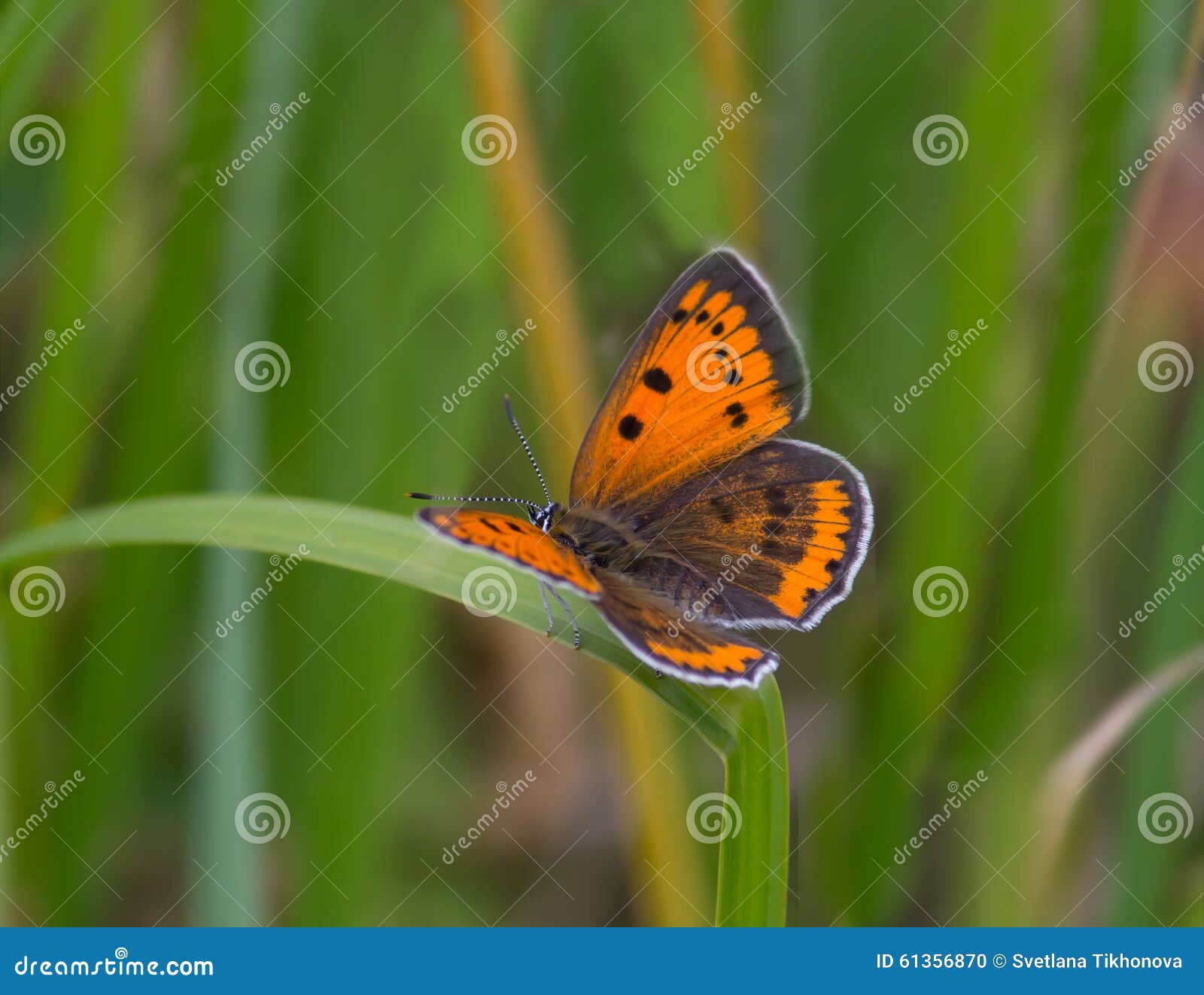 Large Copper butterfly stock photo. Image of lycaena - 61356870