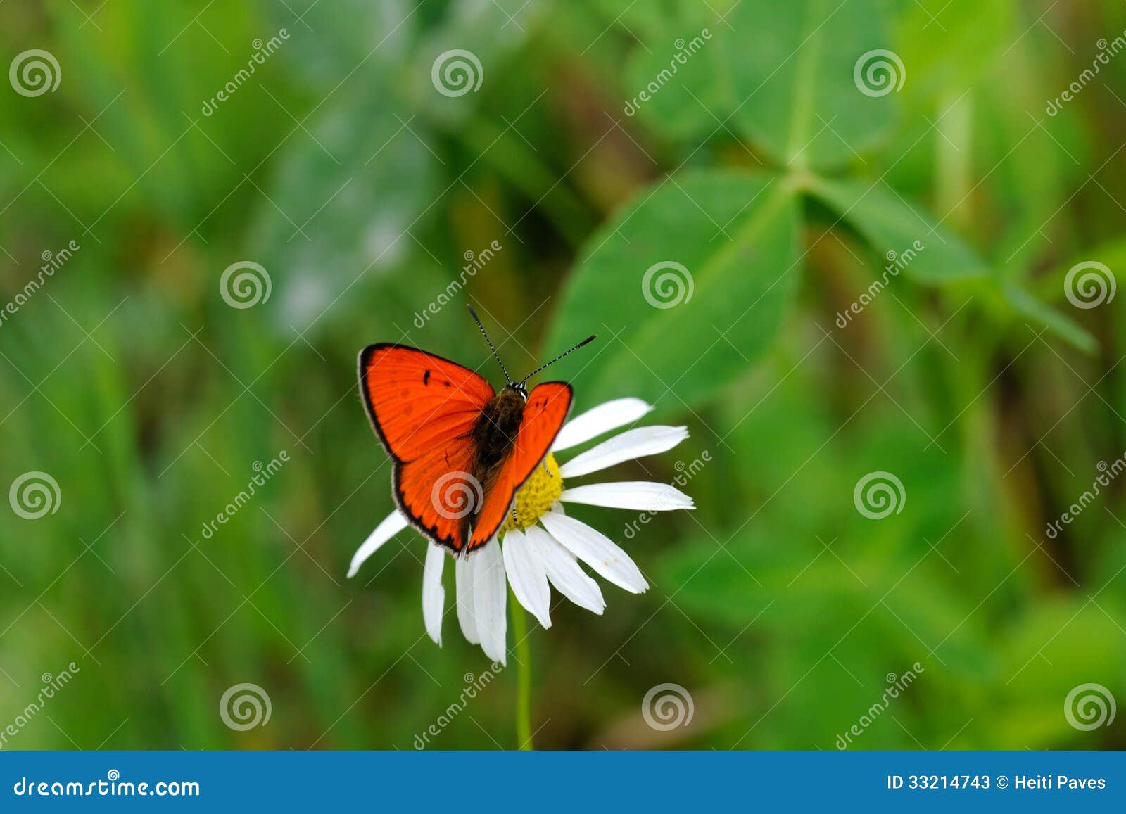 Large Copper Butterfly stock image. Image of animal, butterfly - 33214743