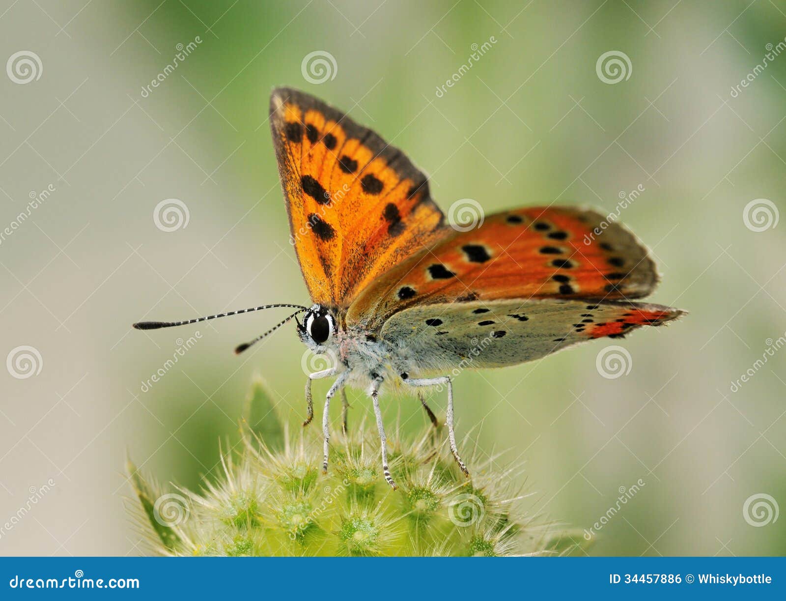 Copper-butterfly Lat Lycaenidae. Stock Photography | CartoonDealer.com ...