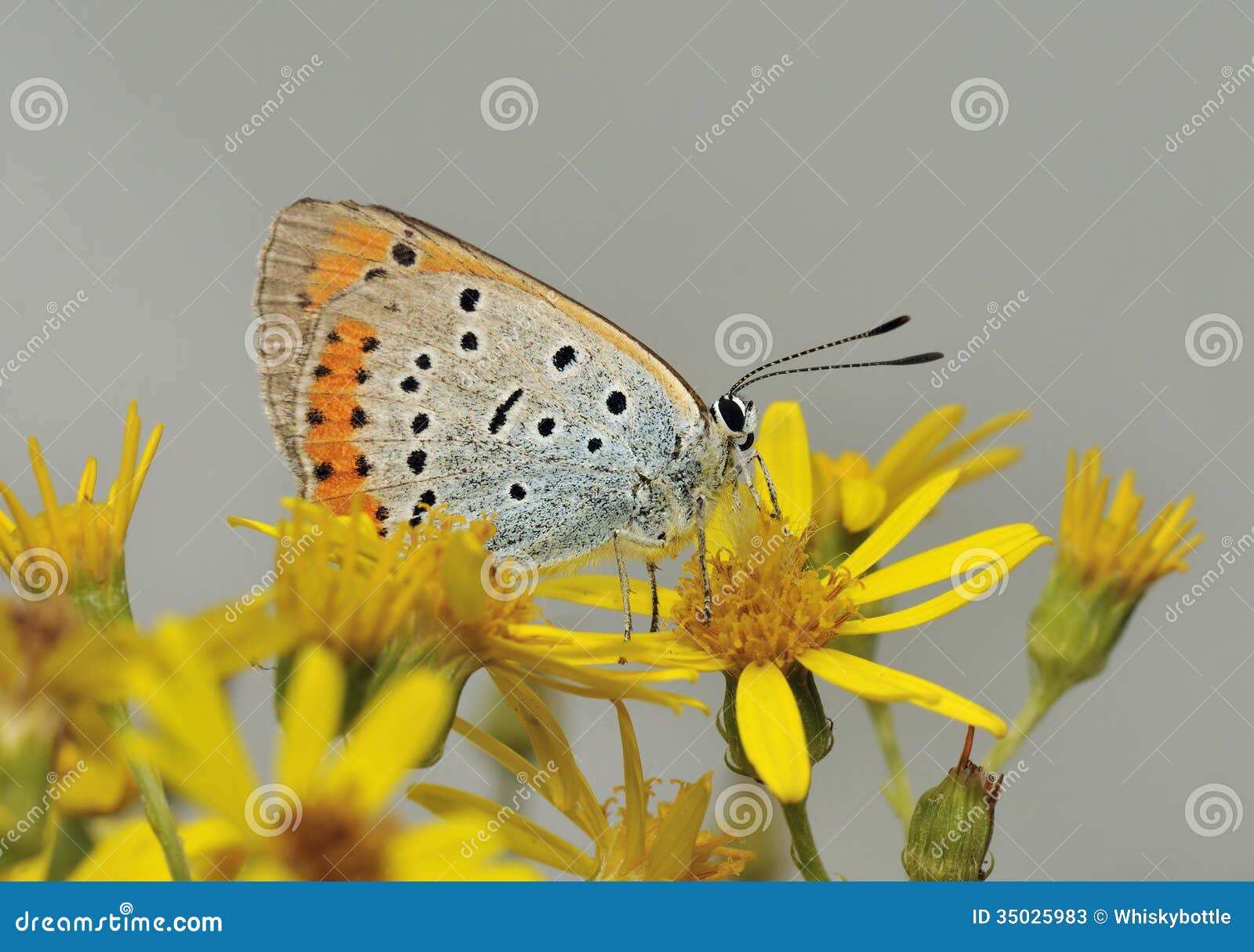 Large Copper Butterfly stock image. Image of orange, underside - 35025983