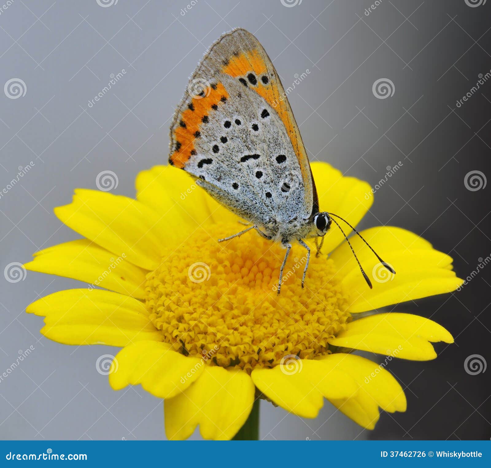 Large Copper Butterfly stock photo. Image of orange, spots - 37462726
