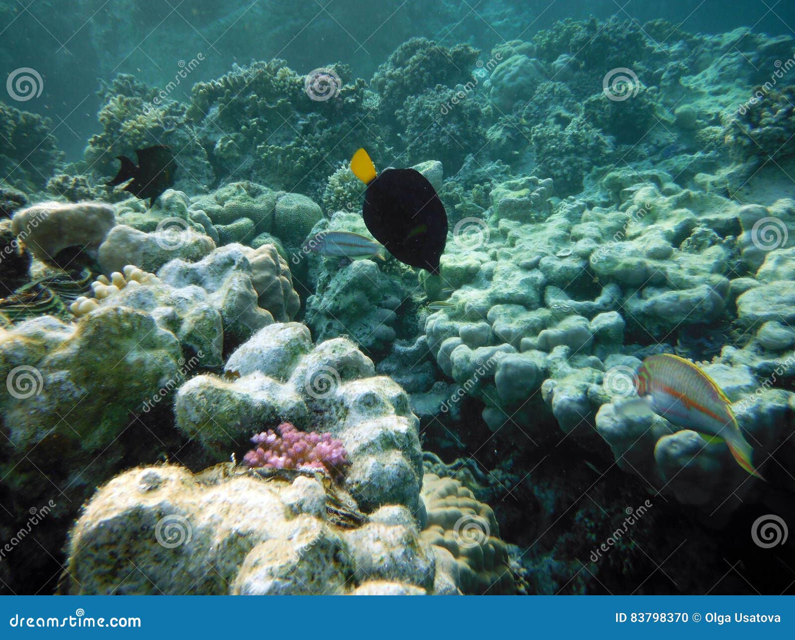 Large coral reef seabed stock photo. Image of company - 83798370