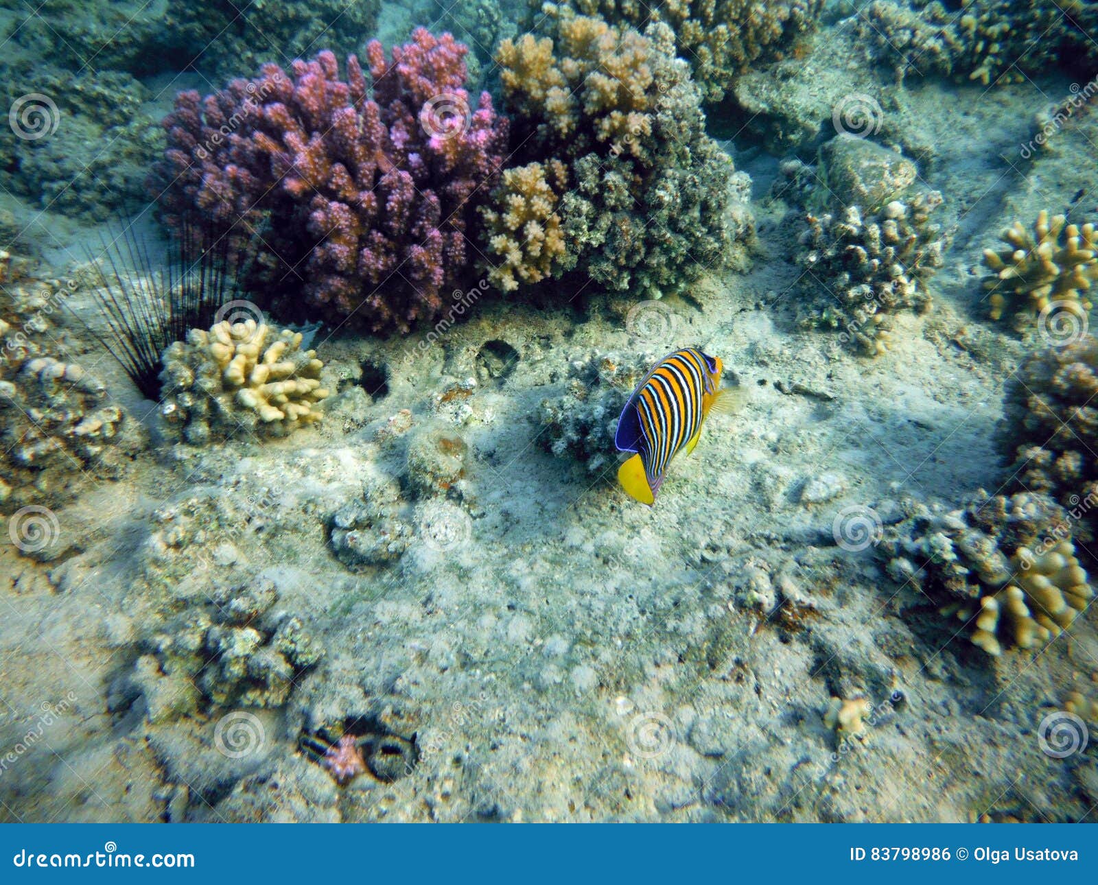 Large coral reef seabed stock photo. Image of calm, nature - 83798986