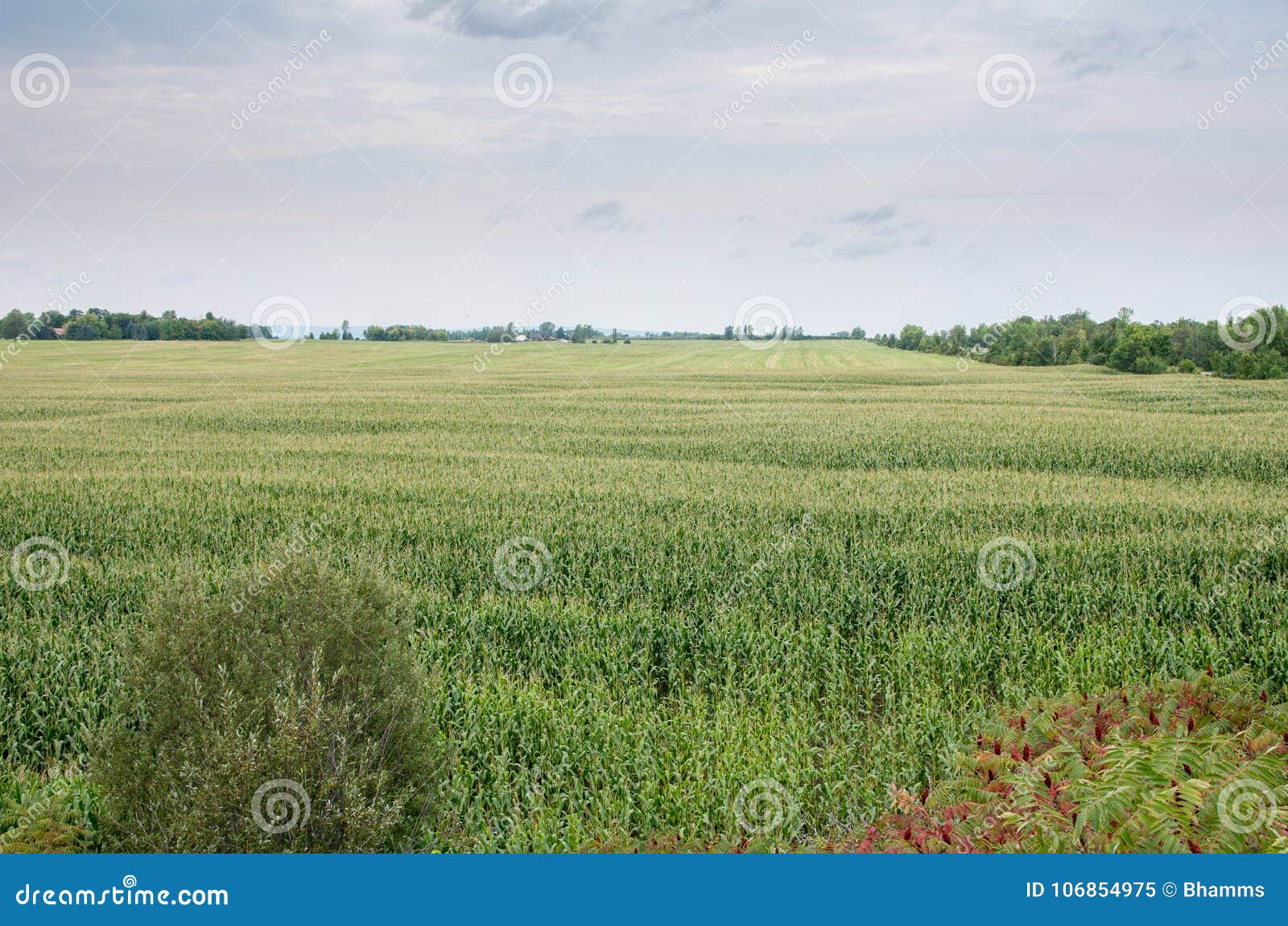 Large corn field stock image. Image of ground, house - 106854975