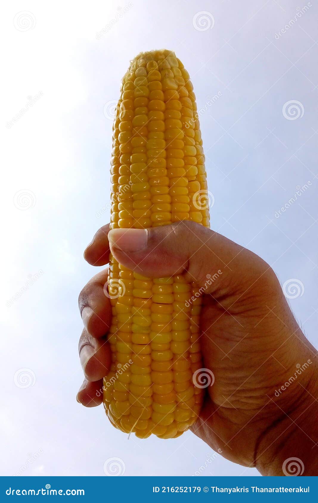 A Large Corn in the Hands of a Person. Stock Image - Image of vegetable ...