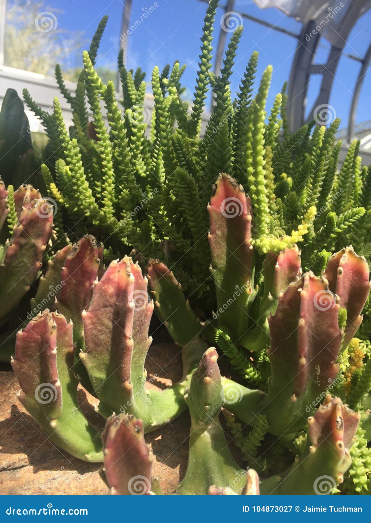 Large Corpse Flower in Bloom -carrion Flower Stock Image - Image of ...