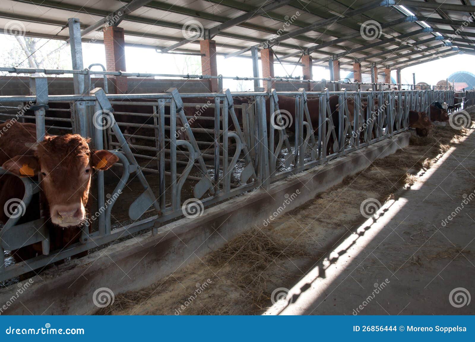 Large cow farm stock photo. Image of lombardia, herbivore - 26856444