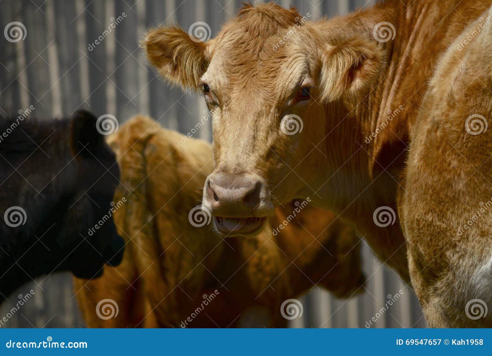 Large Cow Saying HEY stock image. Image of herford, farm - 69547657