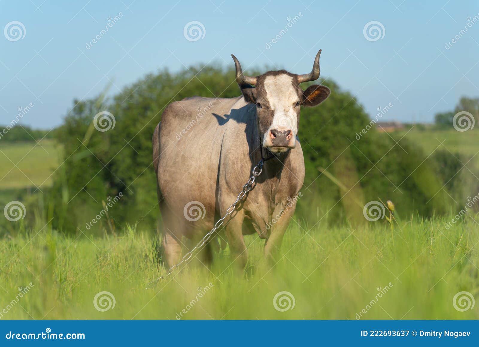 A Large Cow Stands in a Meadow, Chained with an Iron Chain Stock Image ...