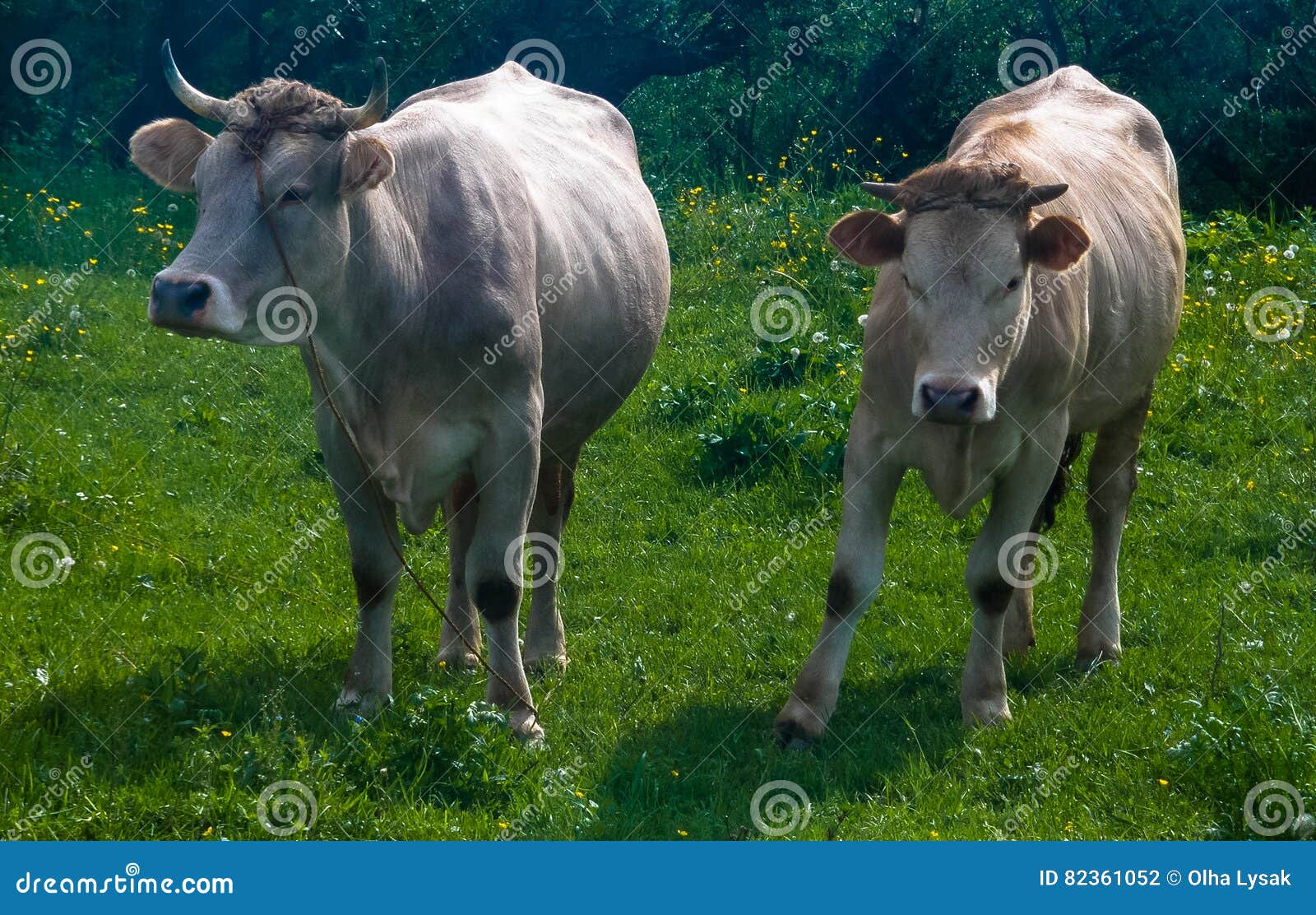 Large Cows Grazing on Green Lawn Stock Photo - Image of wood, carpet ...
