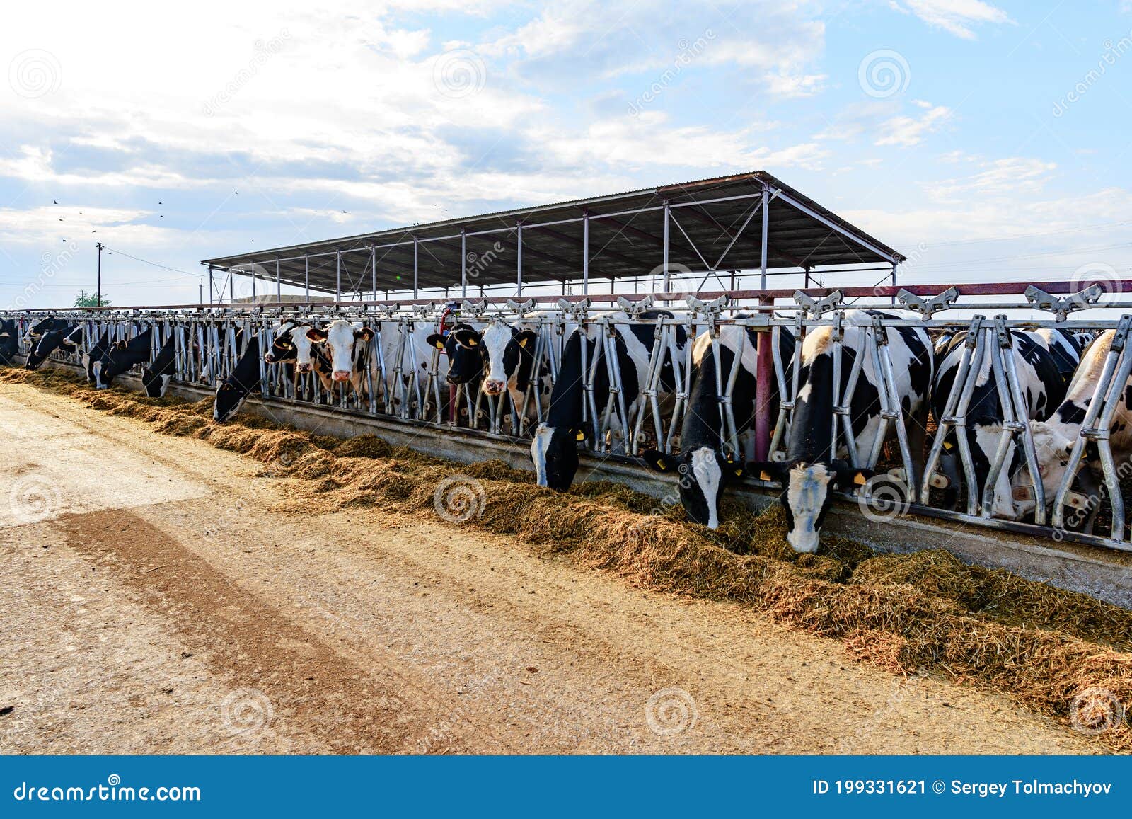 Large Cowshed with Milky Cows on the Farm Stock Image - Image of ...