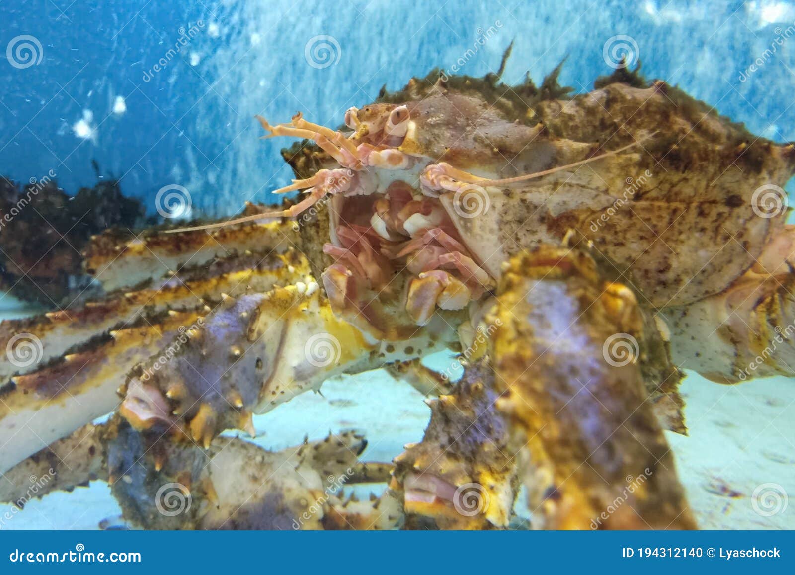 A Large Crab at the Bottom of the Aquarium Stock Photo - Image of flesh ...