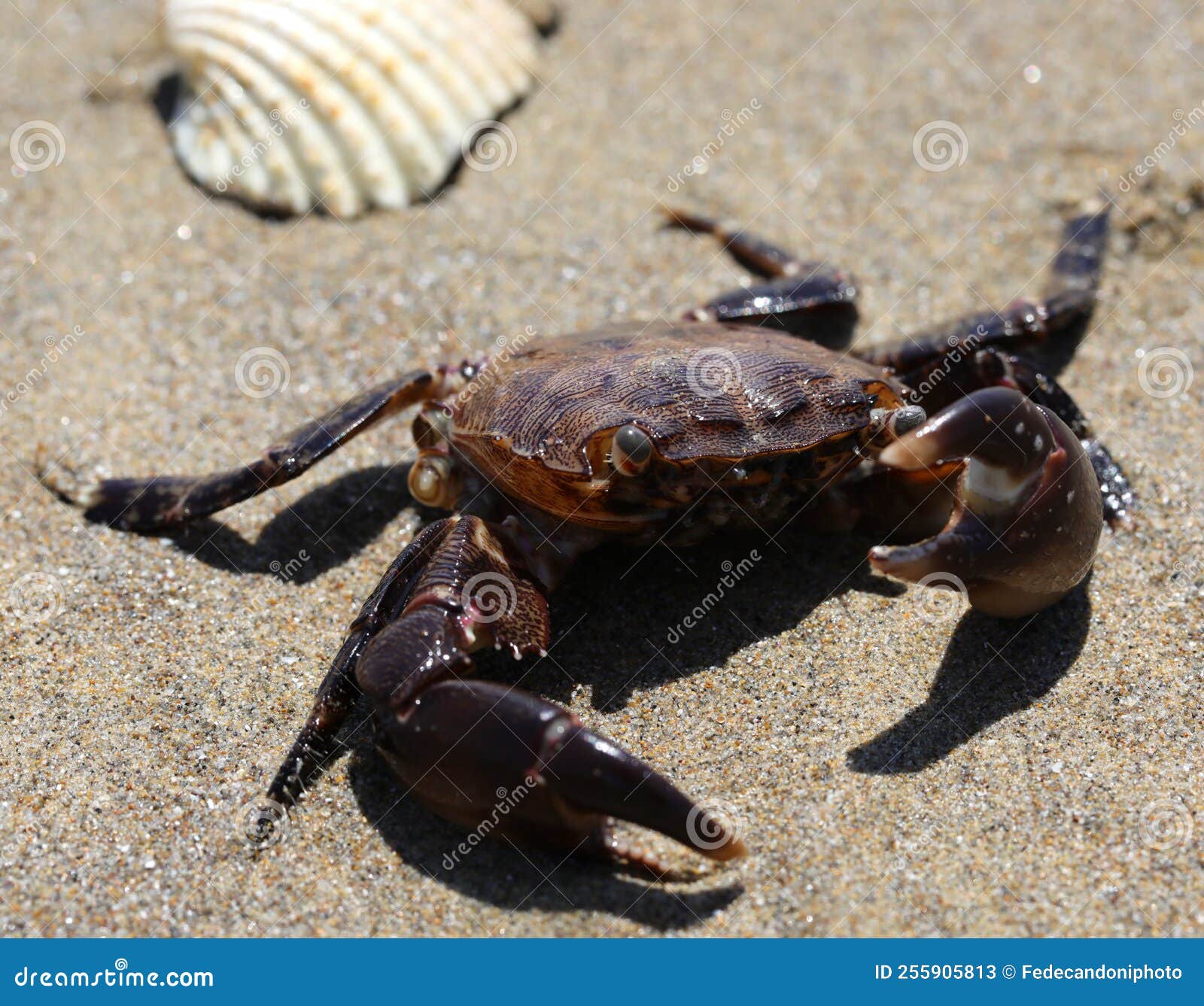 Crab with Powerful Claws on the Seashore Stock Image - Image of shore ...