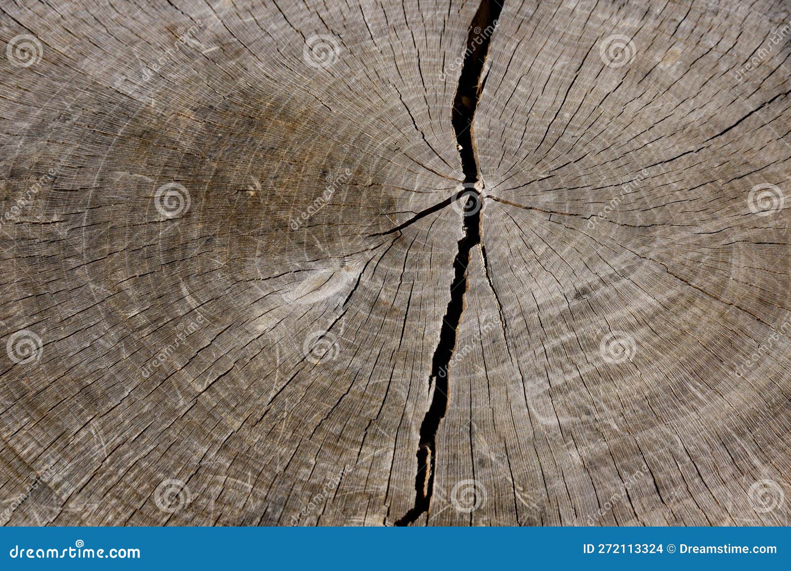 A Large Crack on a Cut of an Oak Tree, Texture, Pattern, Background ...