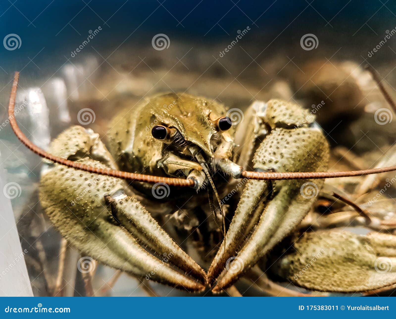 Large Crayfish Behind the Glass of the Aquarium Stock Image - Image of ...
