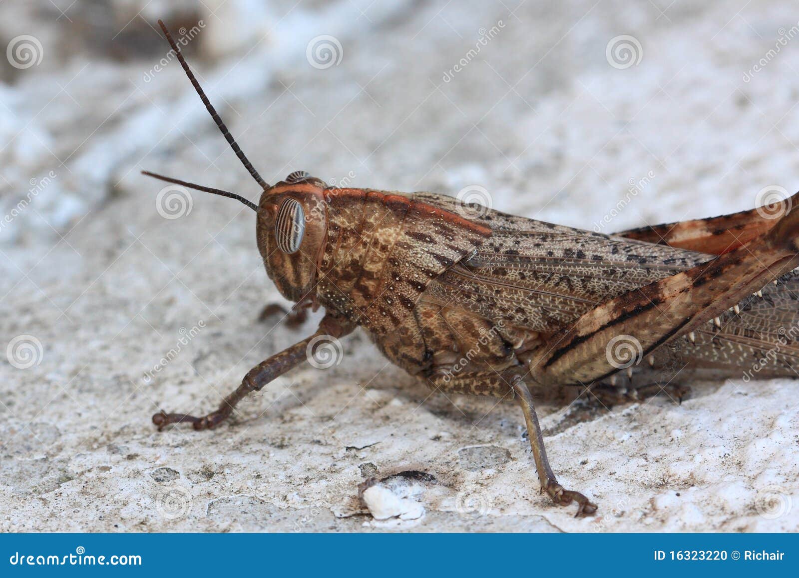 Large cricket stock photo. Image of scary, wall, brown - 16323220