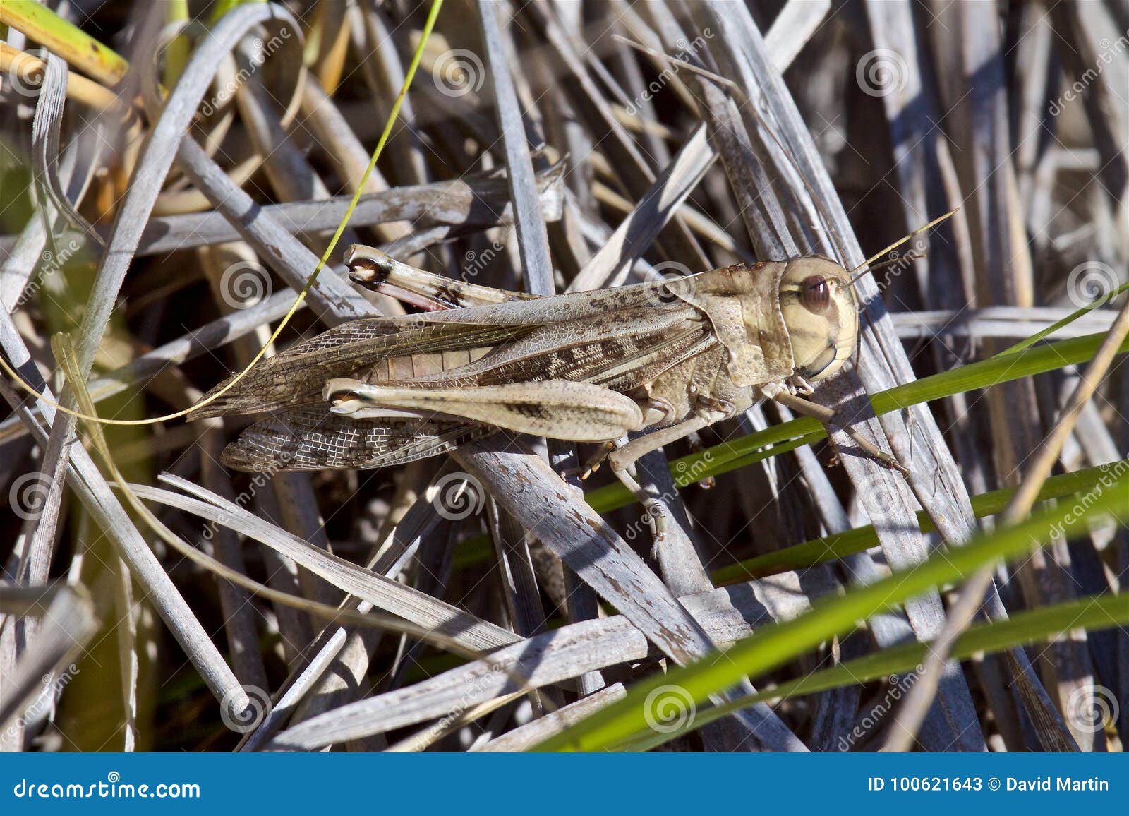 Large cricket on Minorca. stock image. Image of menorca - 100621643