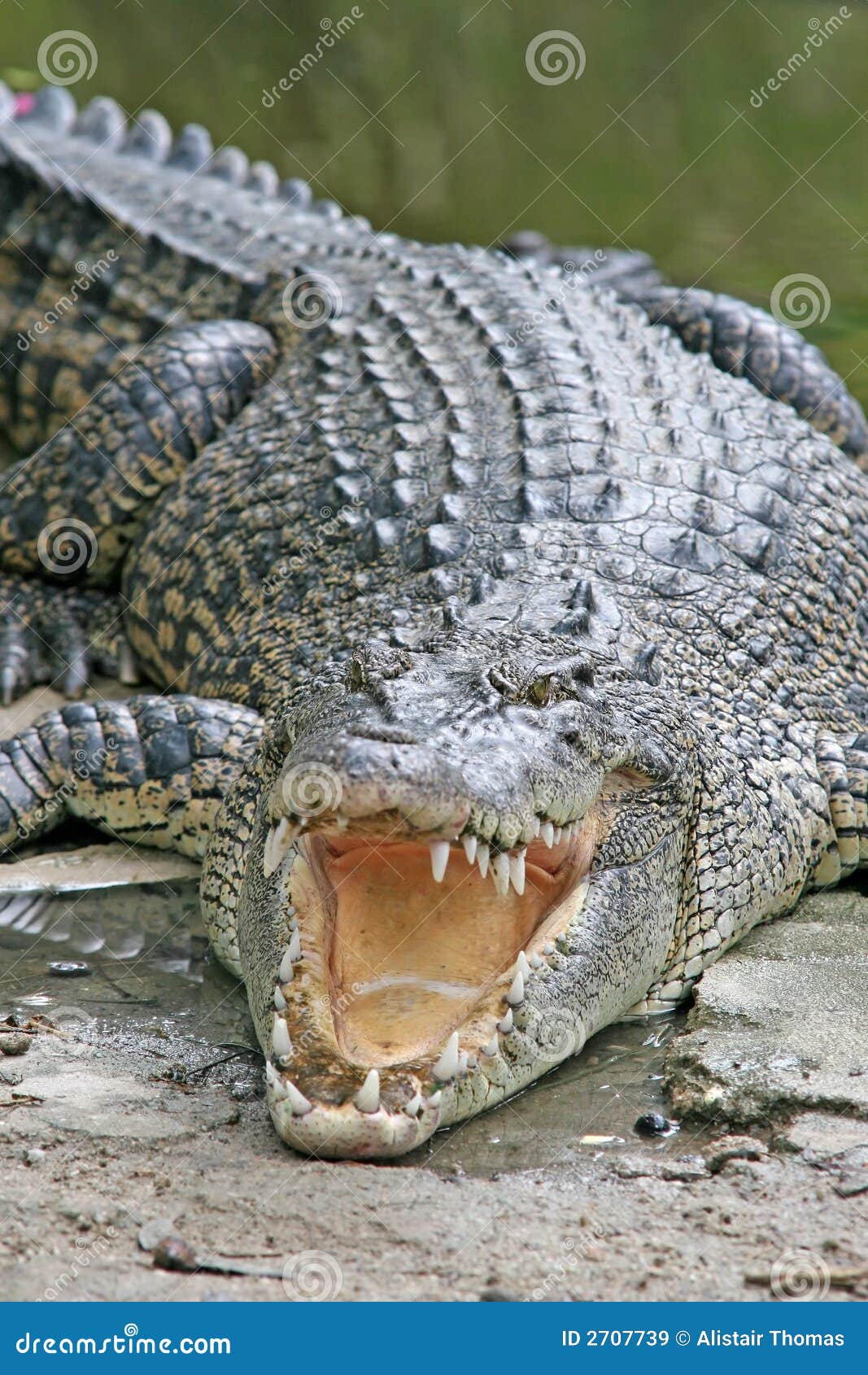 Large Crocodile stock image. Image of tooth, sharp, leather - 2707739