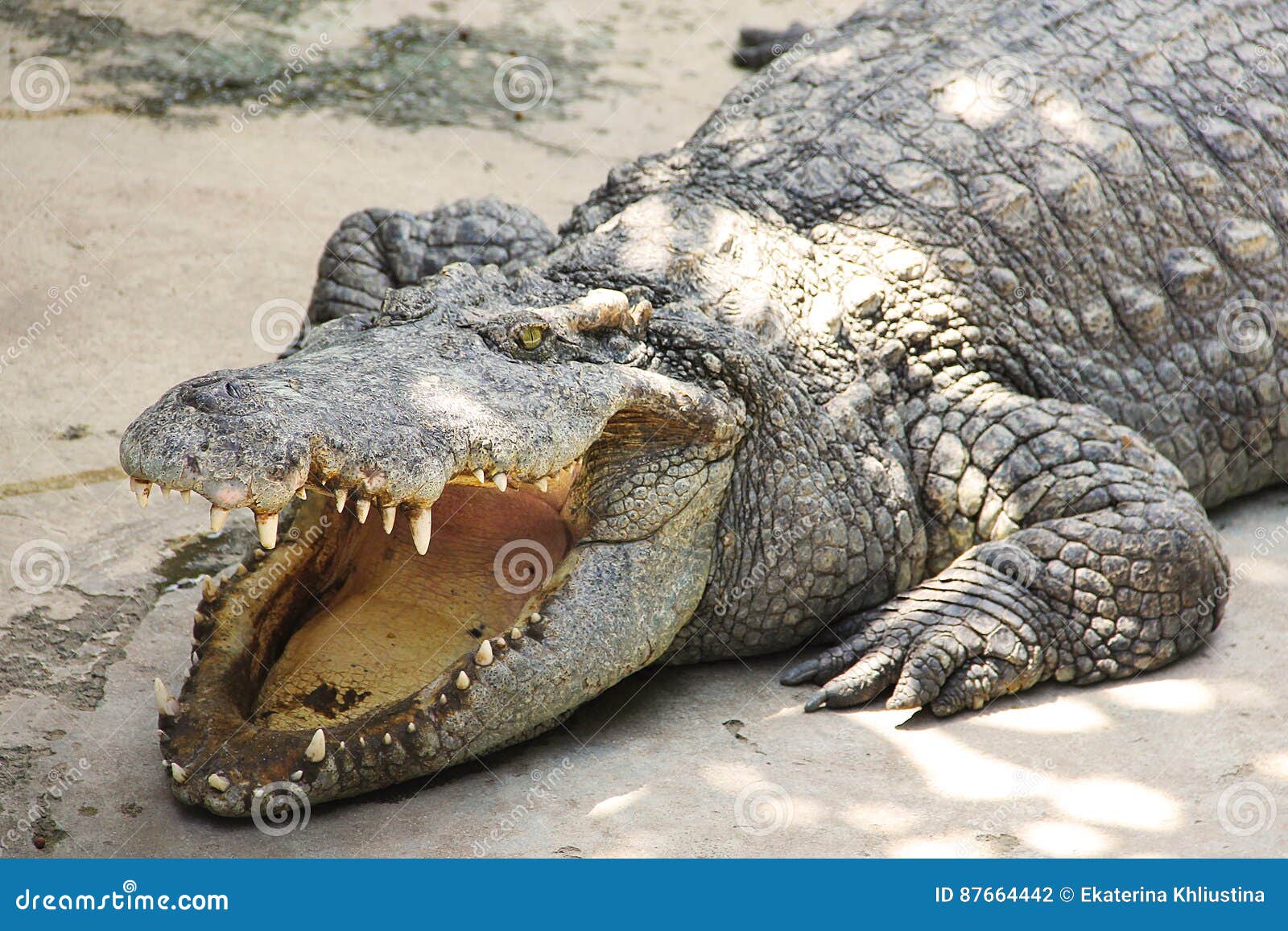Large Crocodile Basking in the Sun with Open Mouth Close-up Stock Photo ...