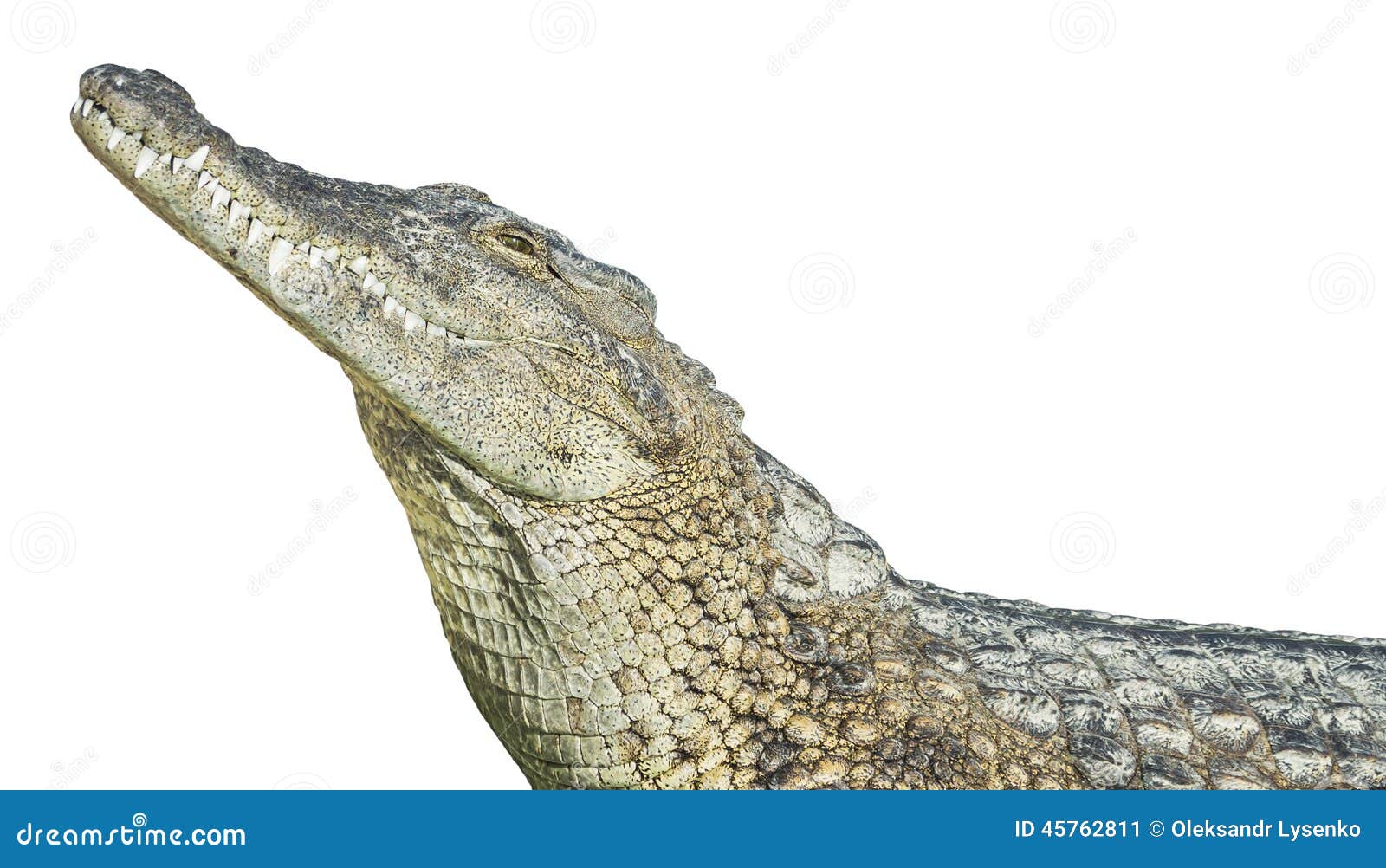 Large crocodile stock image. Image of hunter, river, danger - 45762811