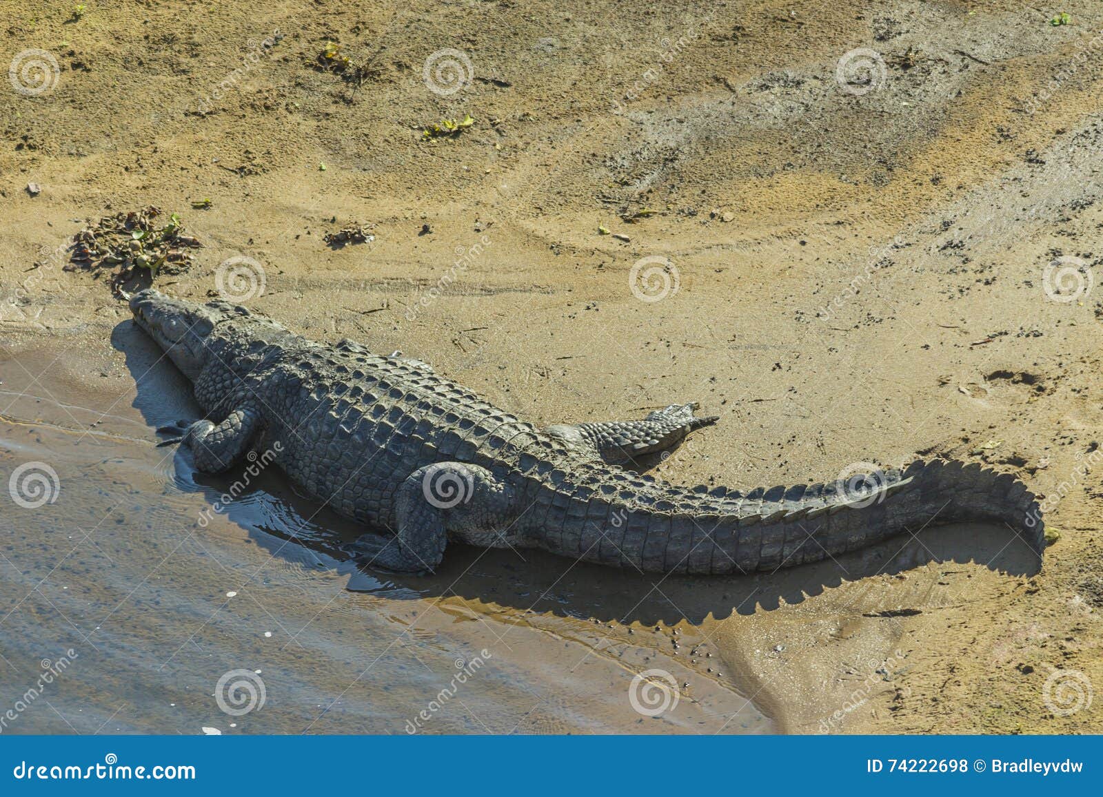 Large Crocodile Lying on a Sand Bank Stock Photo - Image of river ...
