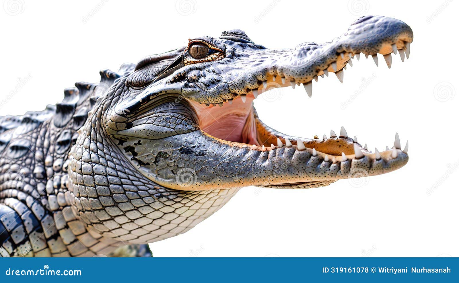 Crocodile With Open Yacare Crocodile With Fish In With Evening Wildlife ...