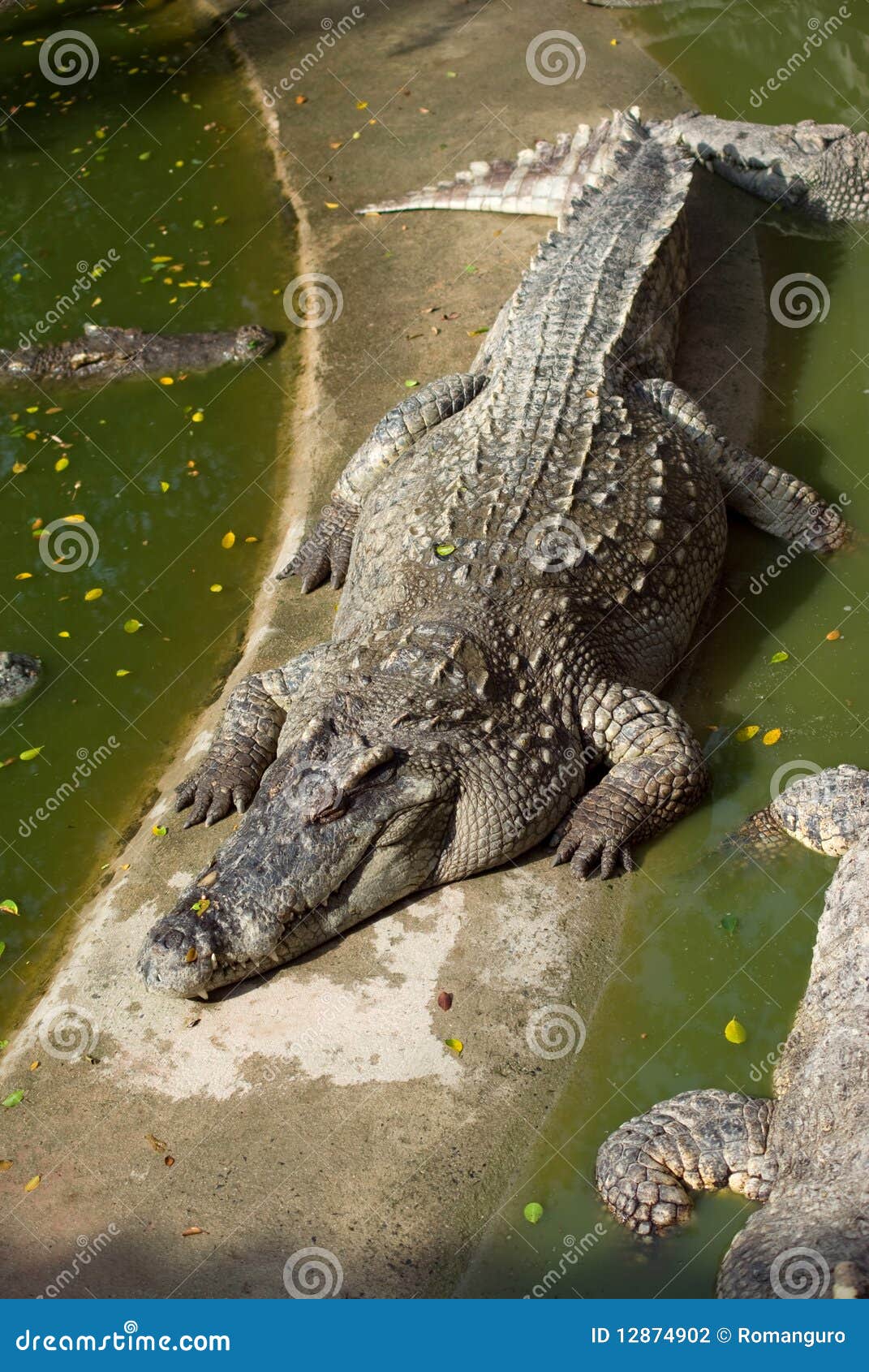 Large Crocodile Resting in the Sun Stock Photo - Image of outdoors ...