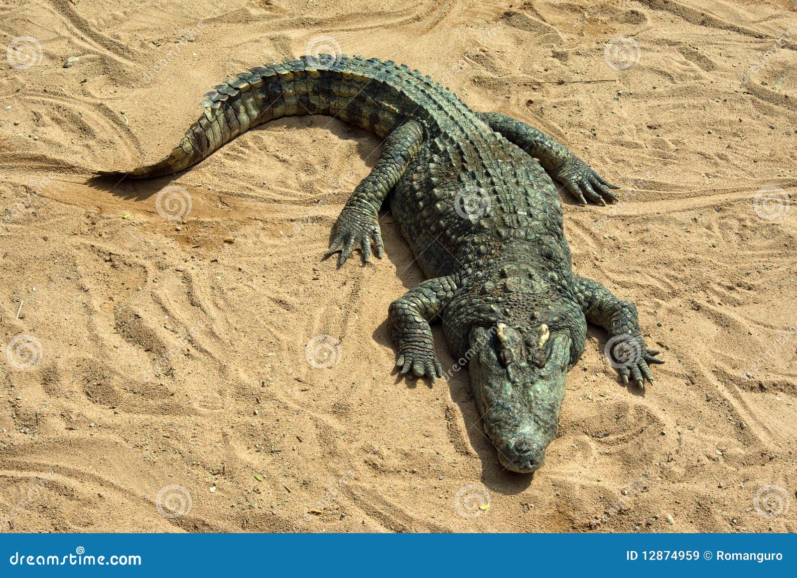 Large Crocodile Resting in the Sun Stock Image - Image of alligator ...