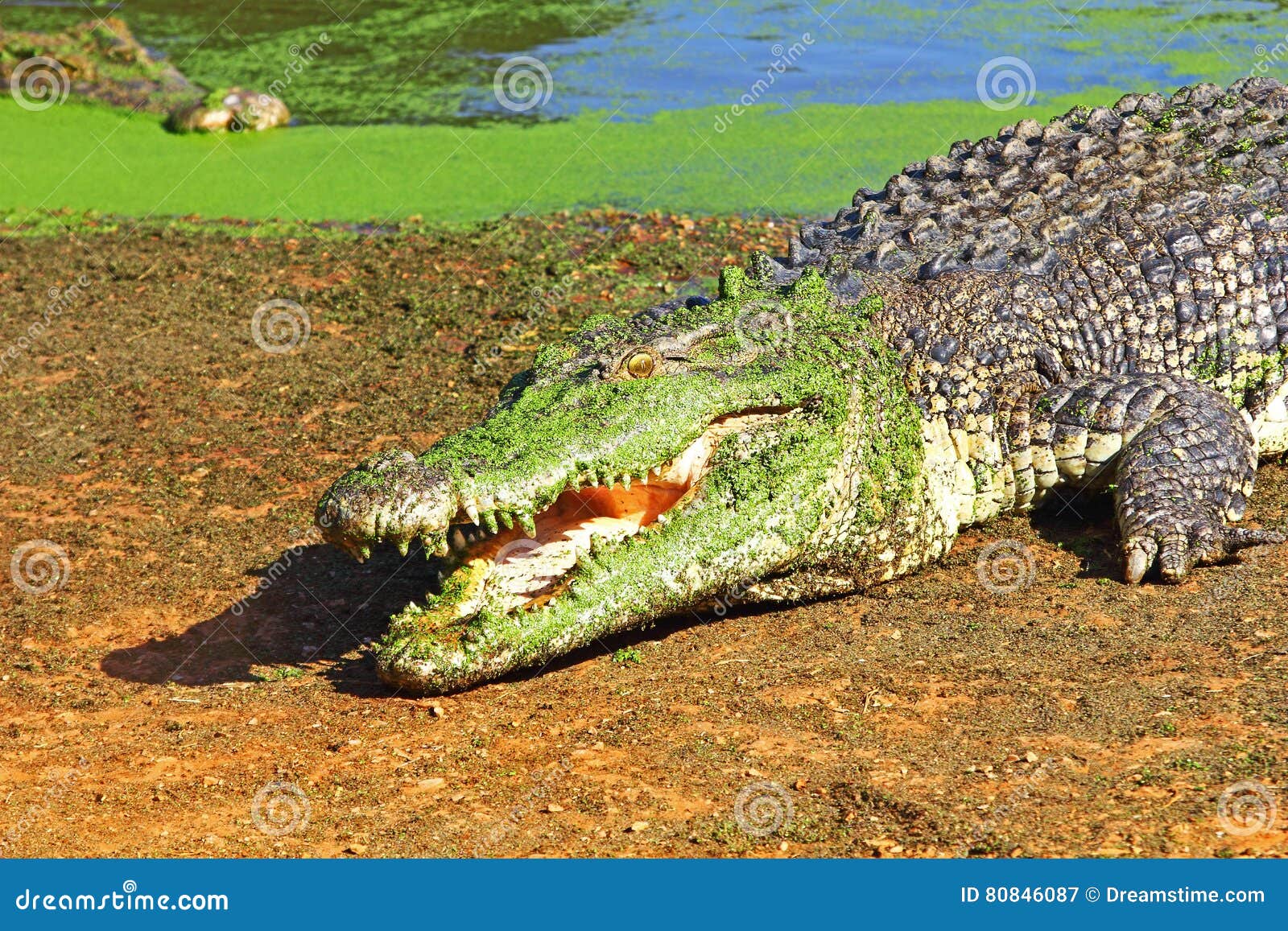 Large Crocodile Resting in the Sun, Australia Stock Image - Image of ...