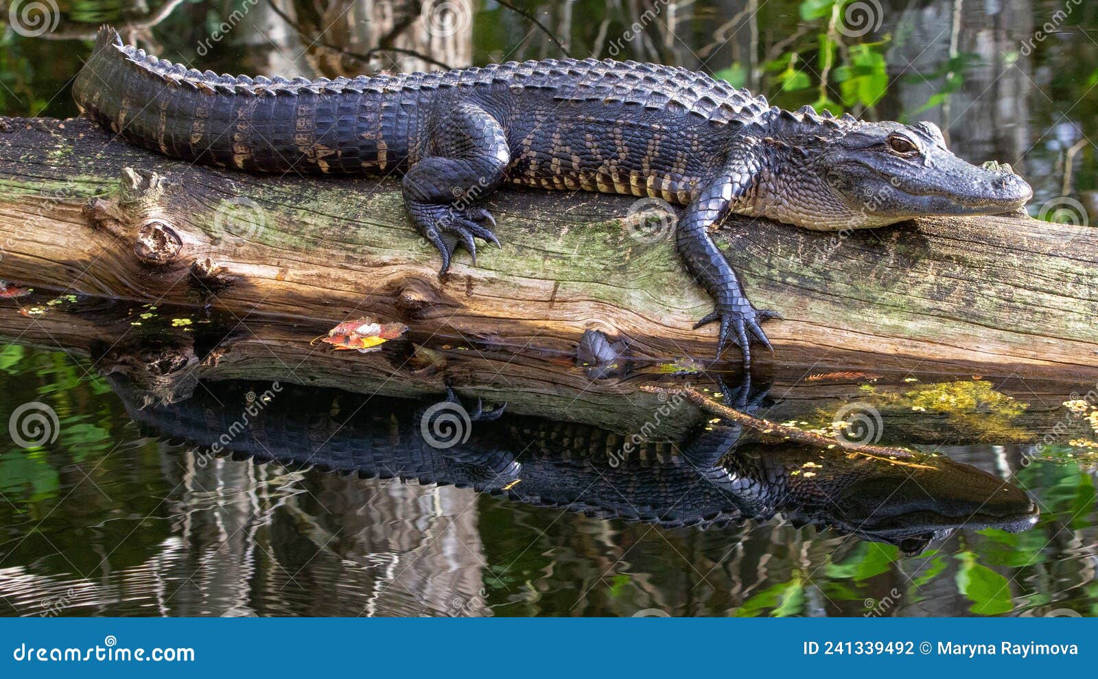 Large crocodile on a tree. stock photo. Image of amphibian - 241339492