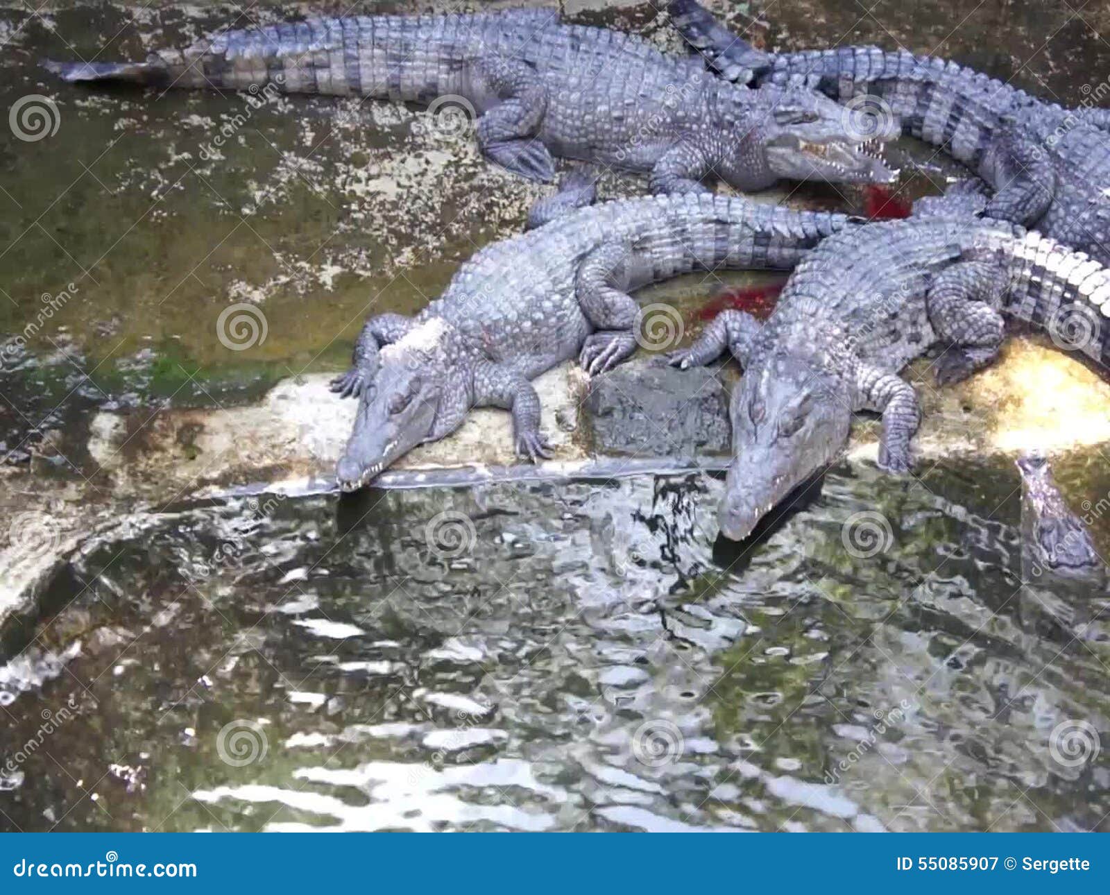 Large Crocodiles Live in the Farm. Stock Video - Video of reptile ...