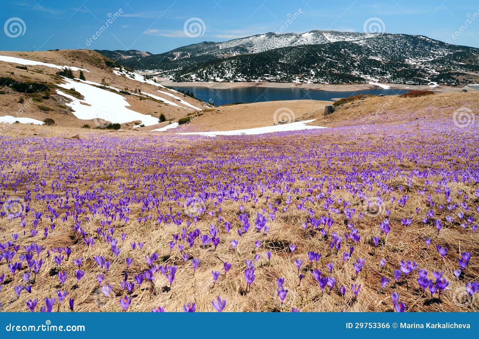 Crocus Meadow in Spring Mountains Stock Photo - Image of snow, violet ...
